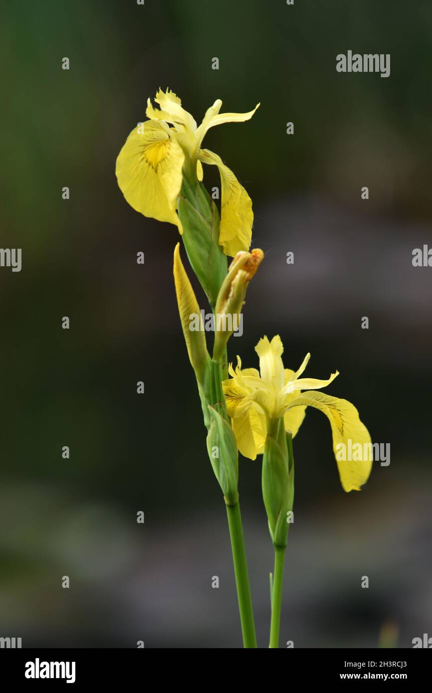 Family of the iris plants iridaceae hi-res stock photography and images ...