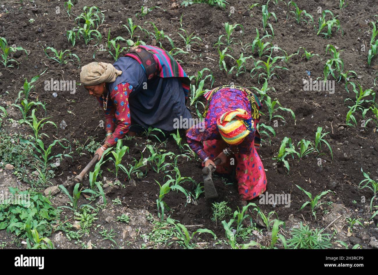 Nepal, Nuwakot region, Yarsa village, Tamang ethnic group, corn field ...