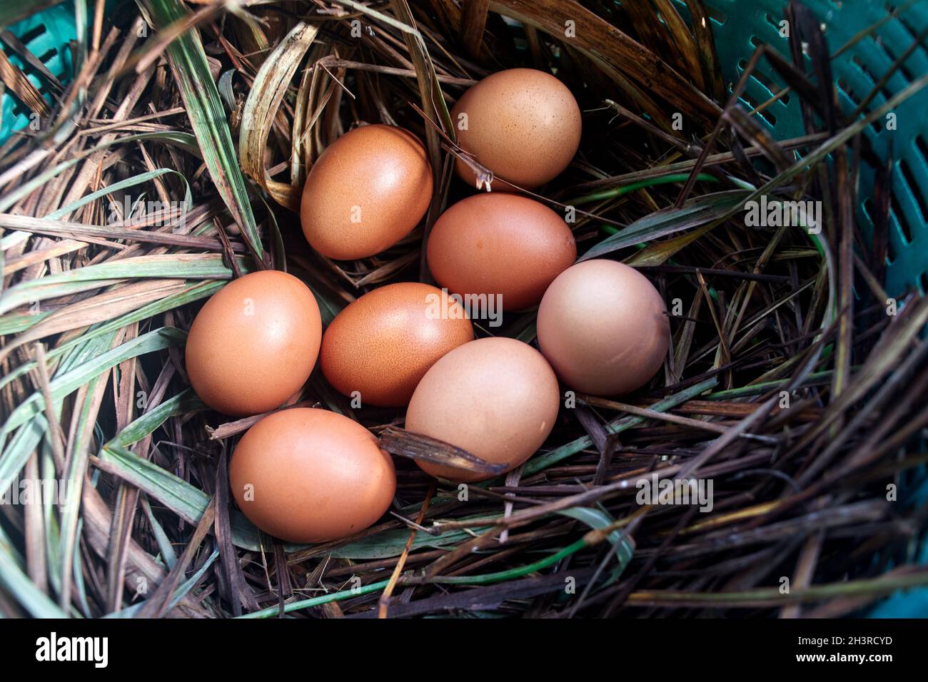 Chicken on nest hi-res stock photography and images - Alamy
