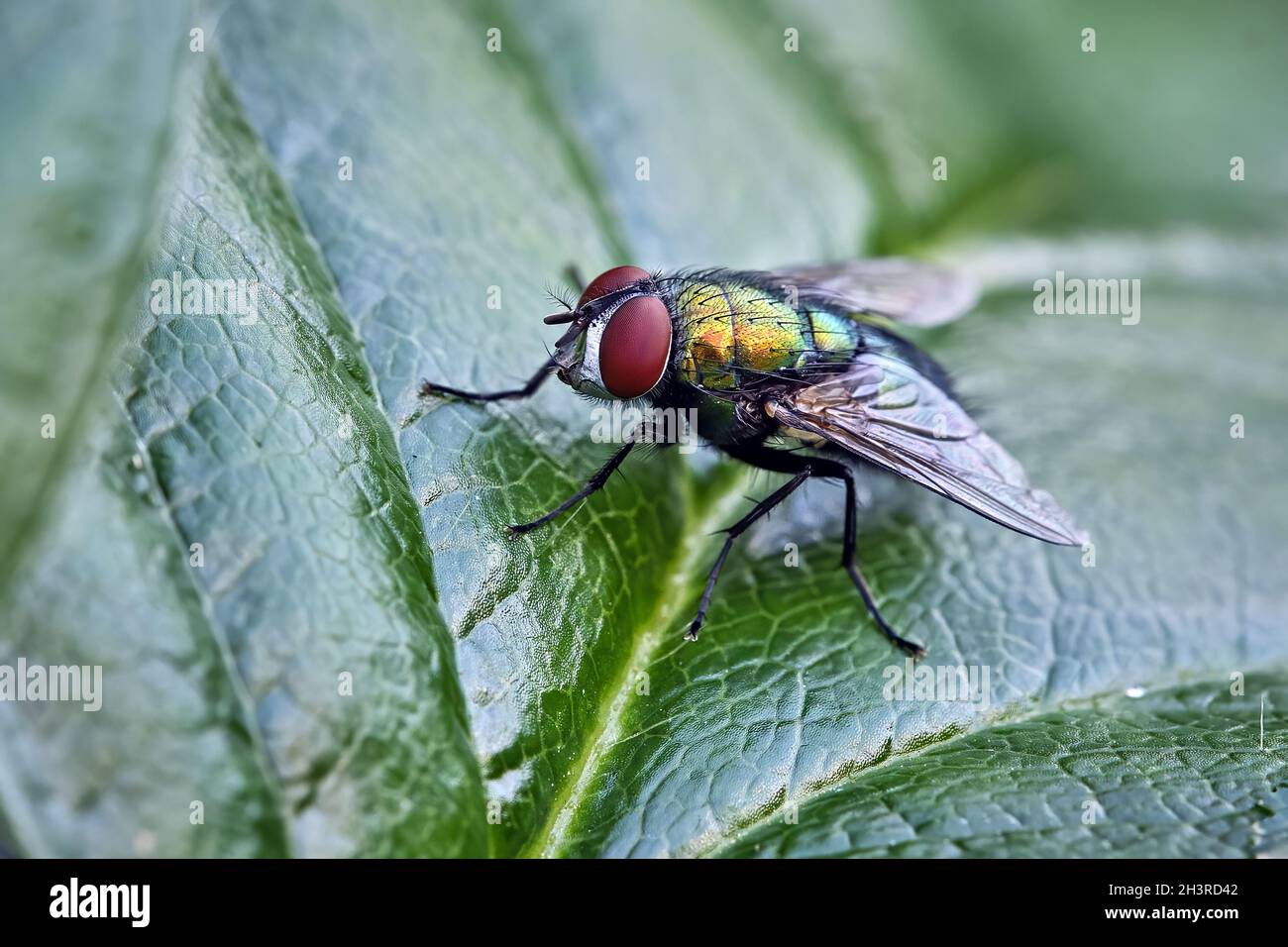 Goldfly hi-res stock photography and images - Alamy