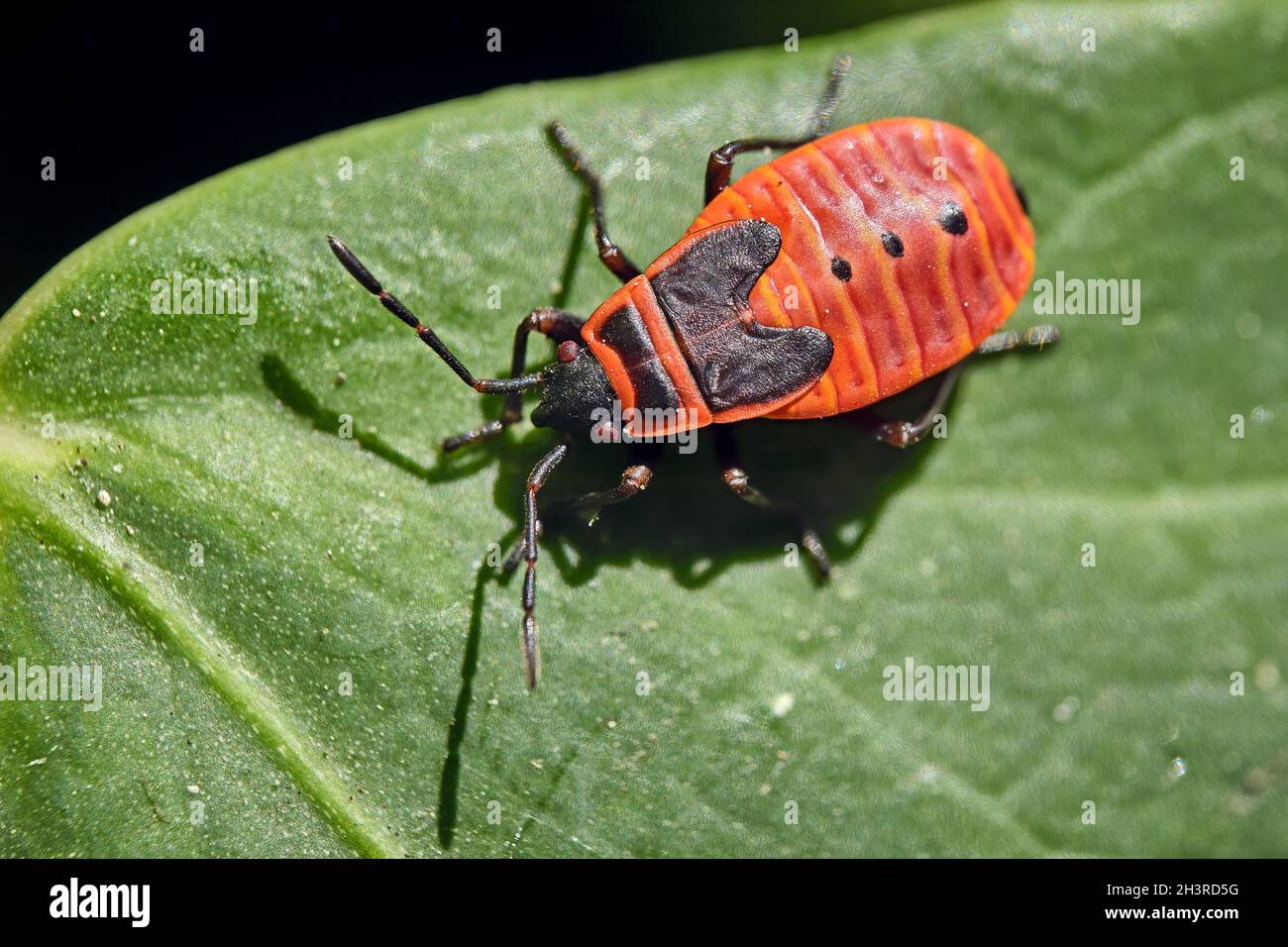 Common fire bug nymph (Pyrrhocoris apterus Stock Photo - Alamy