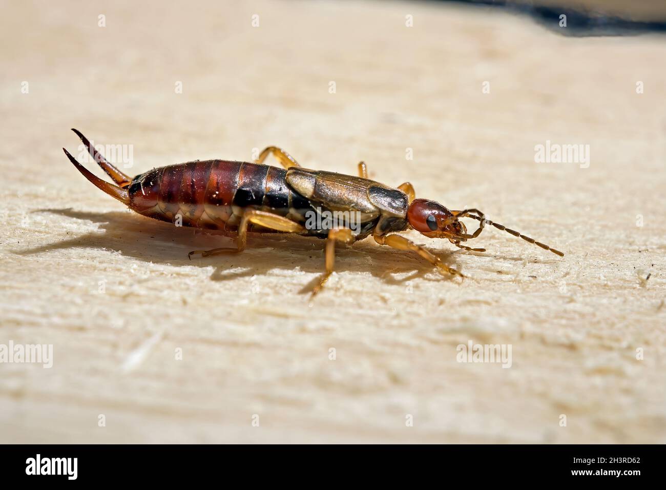 Common earwig (Forficula auricularia Stock Photo - Alamy