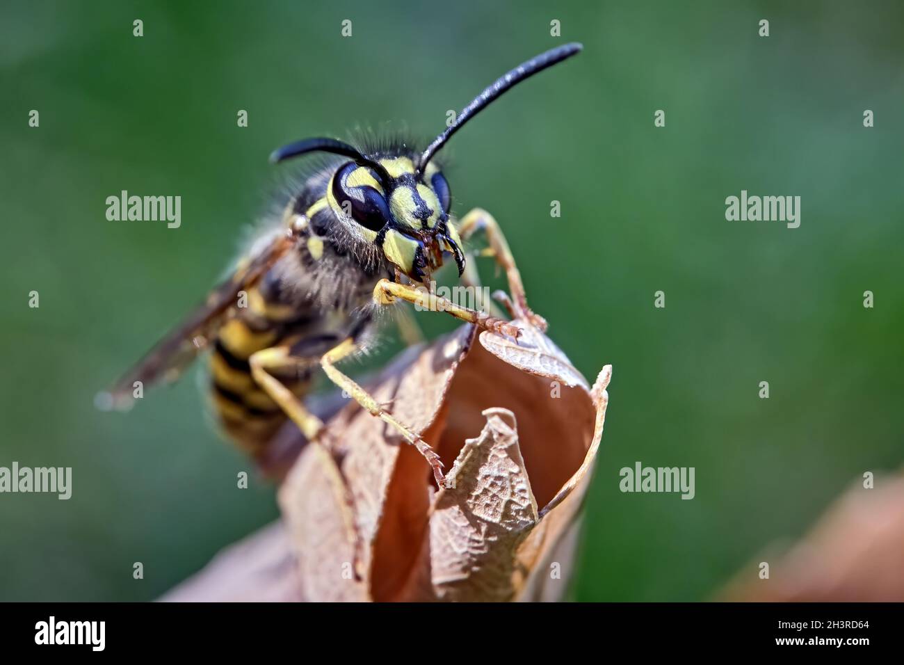 Common wasp (Vespula vulgaris Stock Photo - Alamy