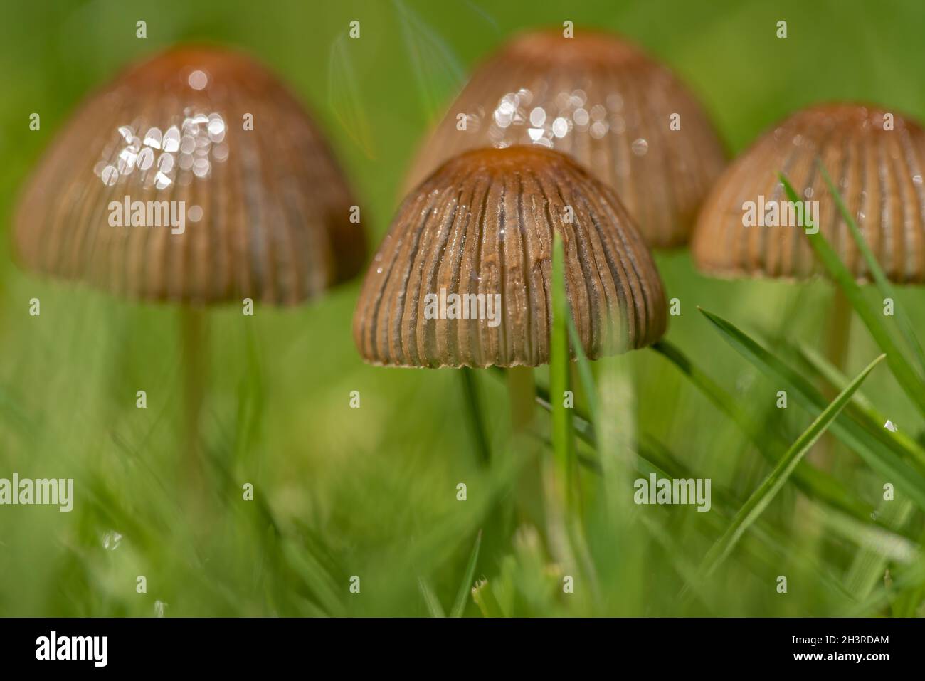 Elliptical spores hi-res stock photography and images - Alamy