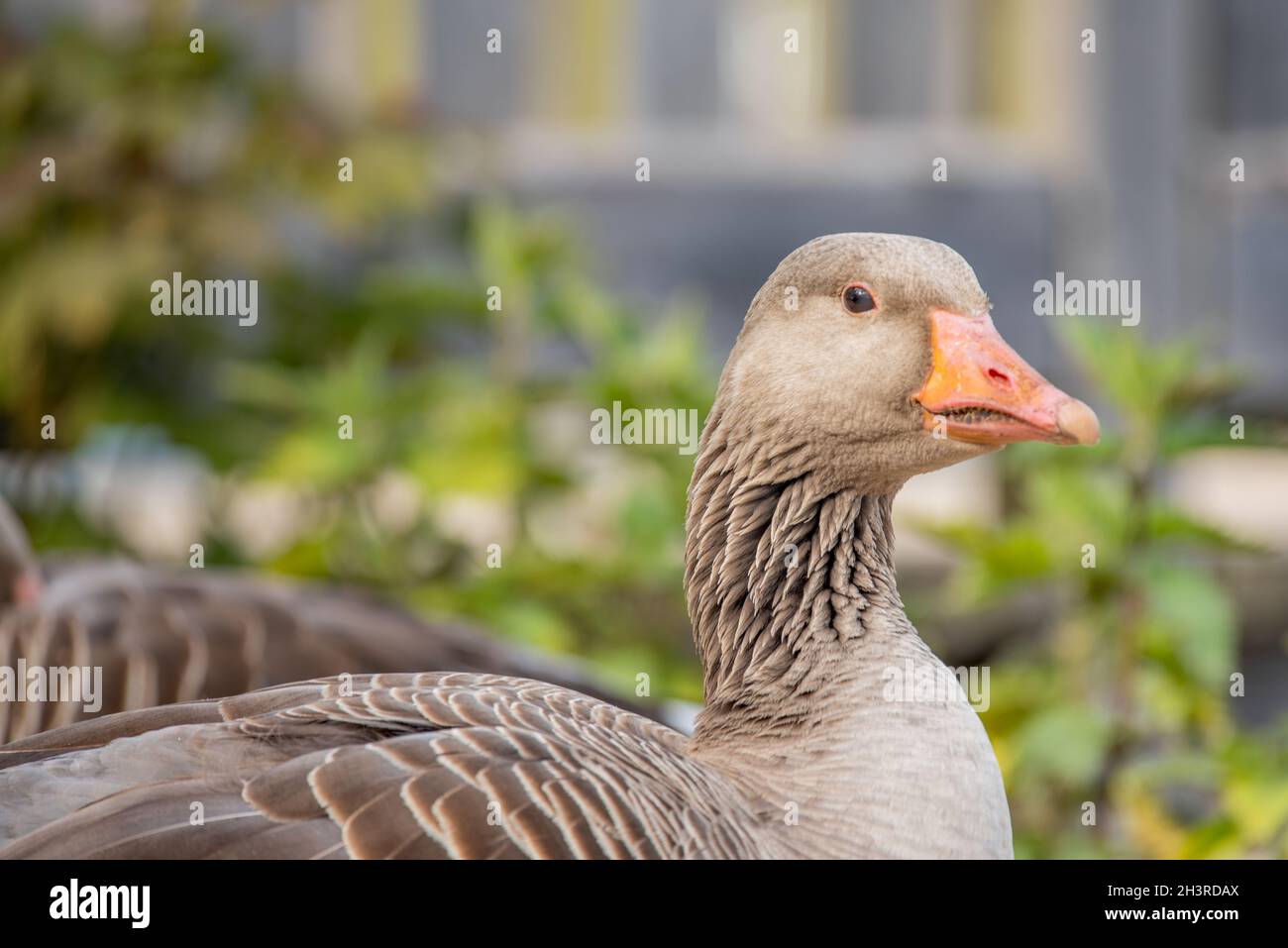 Goose with gray feathers hi-res stock photography and images - Alamy