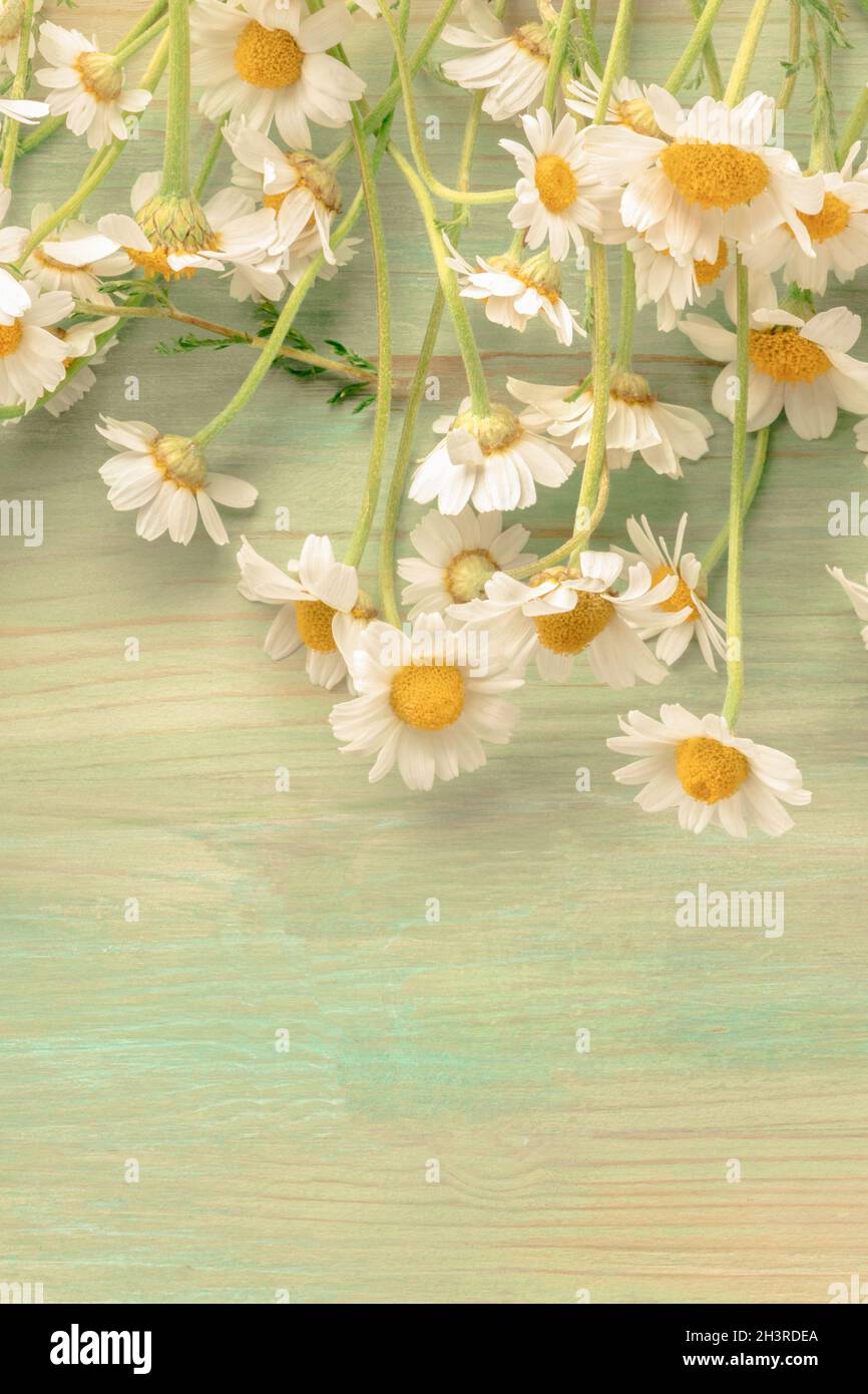 A bouquet of daisies on a teal background with a place for text, toned ...