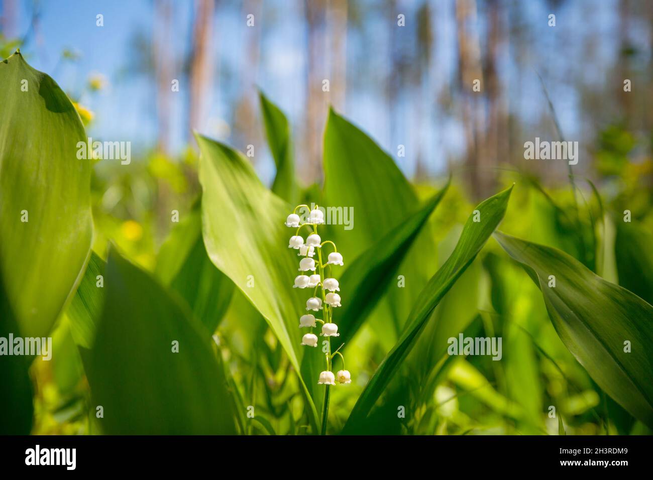 Lilly of the valley Stock Photo - Alamy