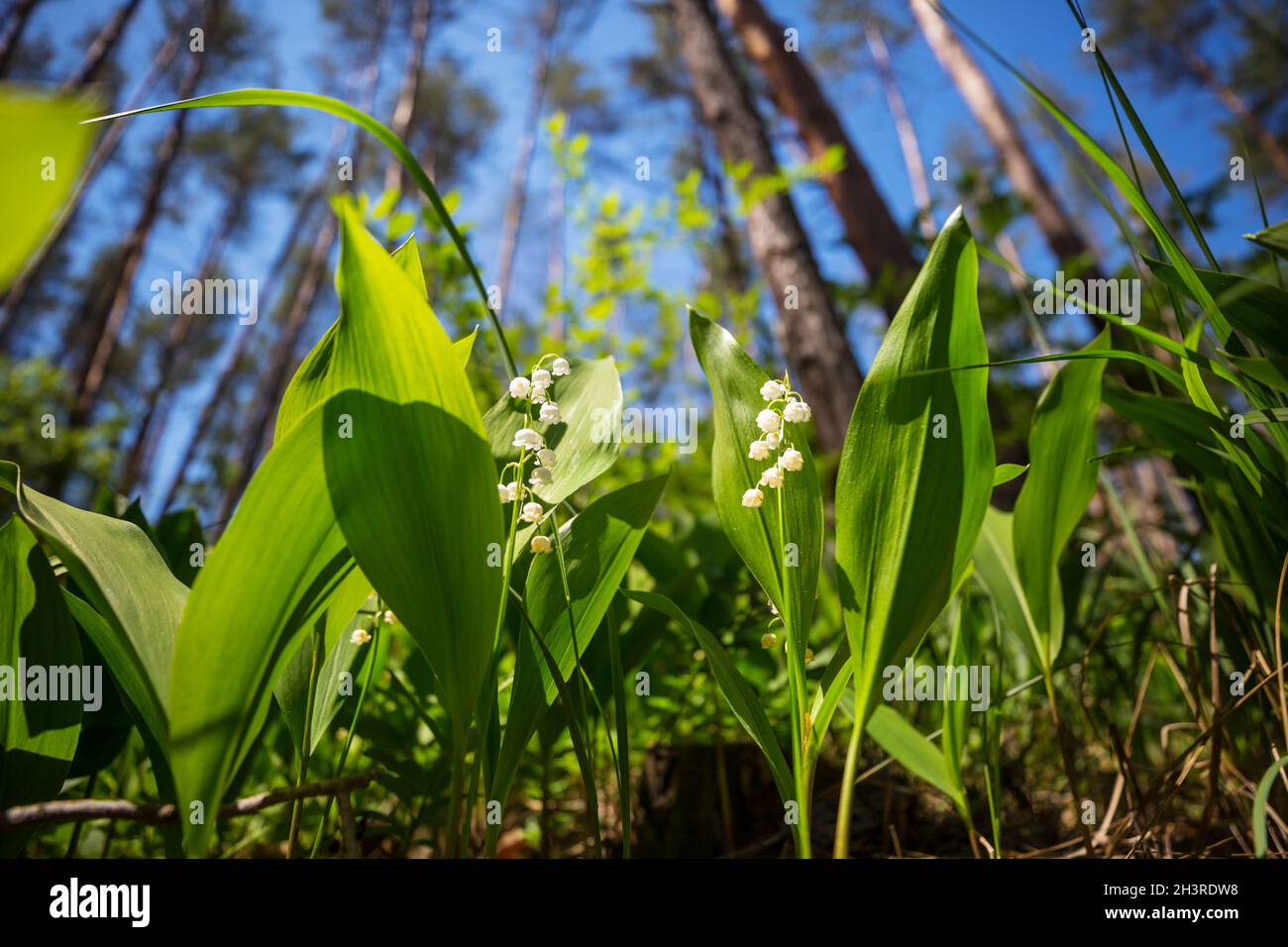 Lilly of the valley Stock Photo - Alamy