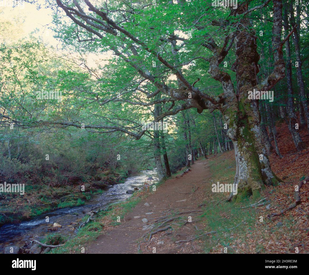 RIO JARAMA A SU PASO POR EL HAYEDO - FOTO AÑOS 00. Location: HAYEDO ...