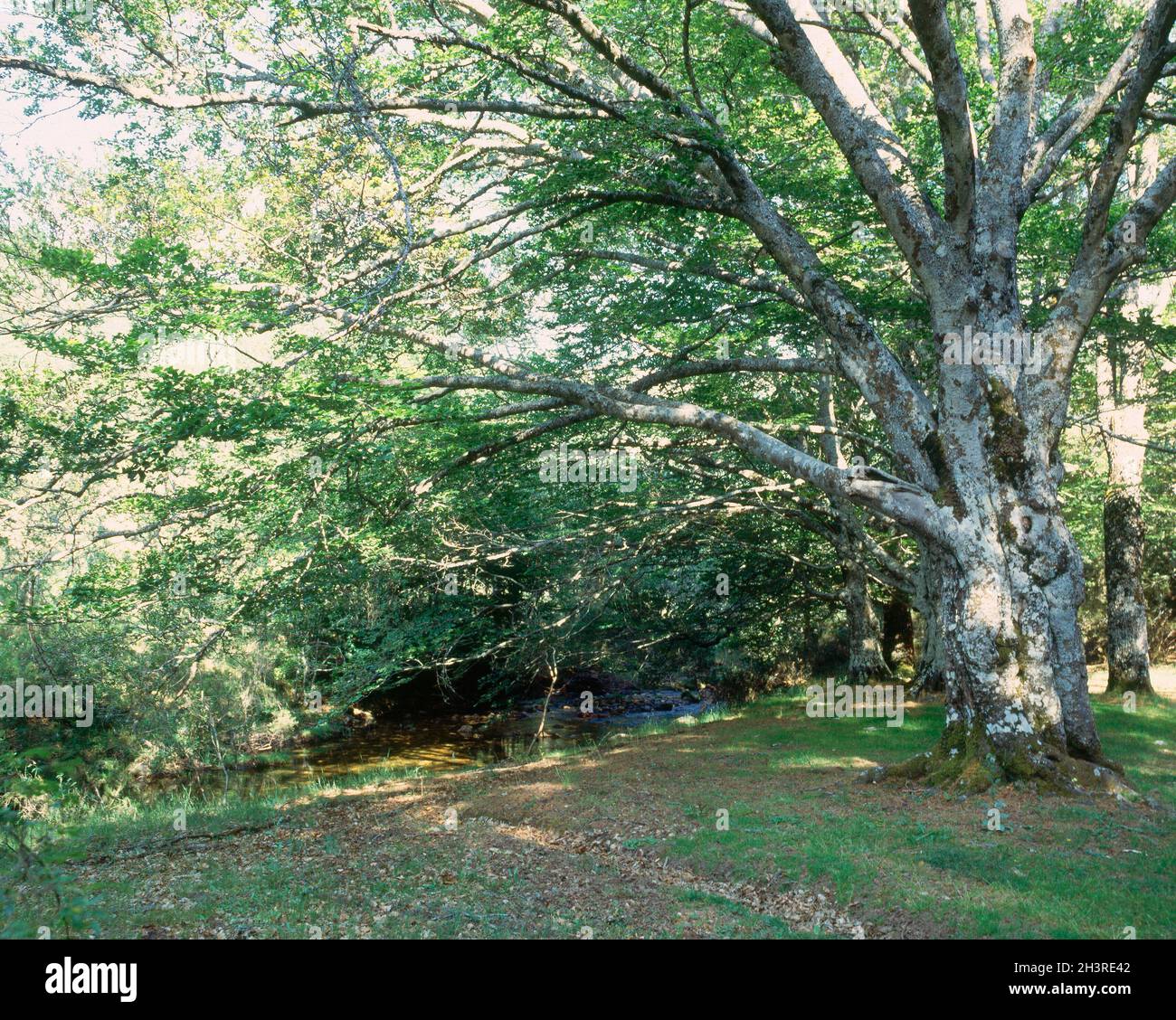 RIO JARAMA A SU PASO POR EL HAYEDO - FOTO AÑOS 00. Location: HAYEDO ...