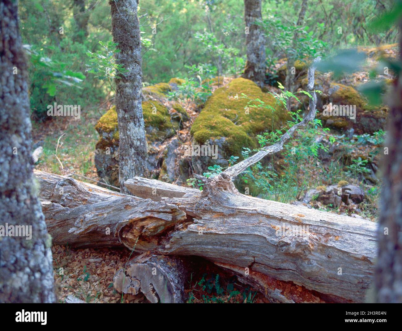 TRONCO SECO - FOTO AÑOS 00. Location: HAYEDO. MONTEJO DE LA SIERRA ...