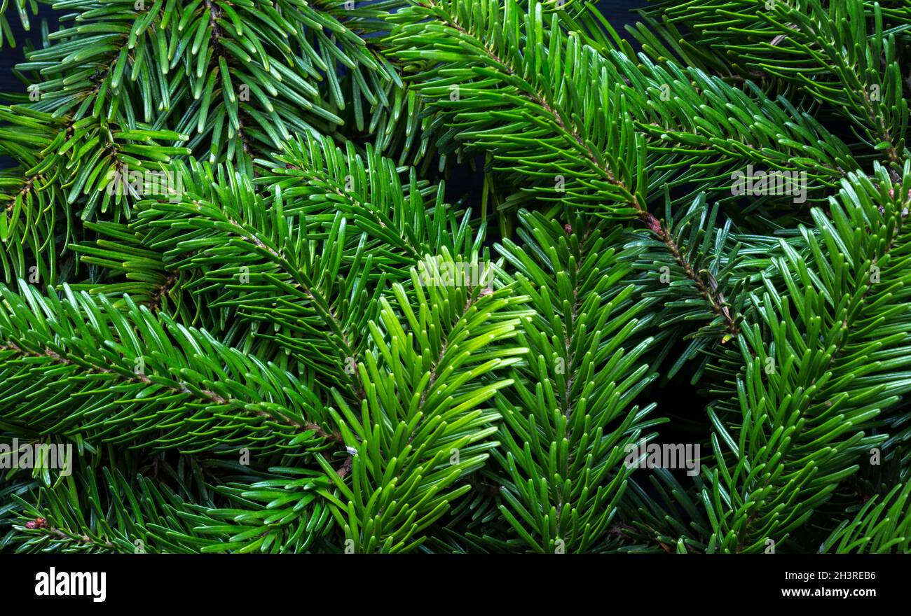 Fir tree flat design hi-res stock photography and images - Alamy
