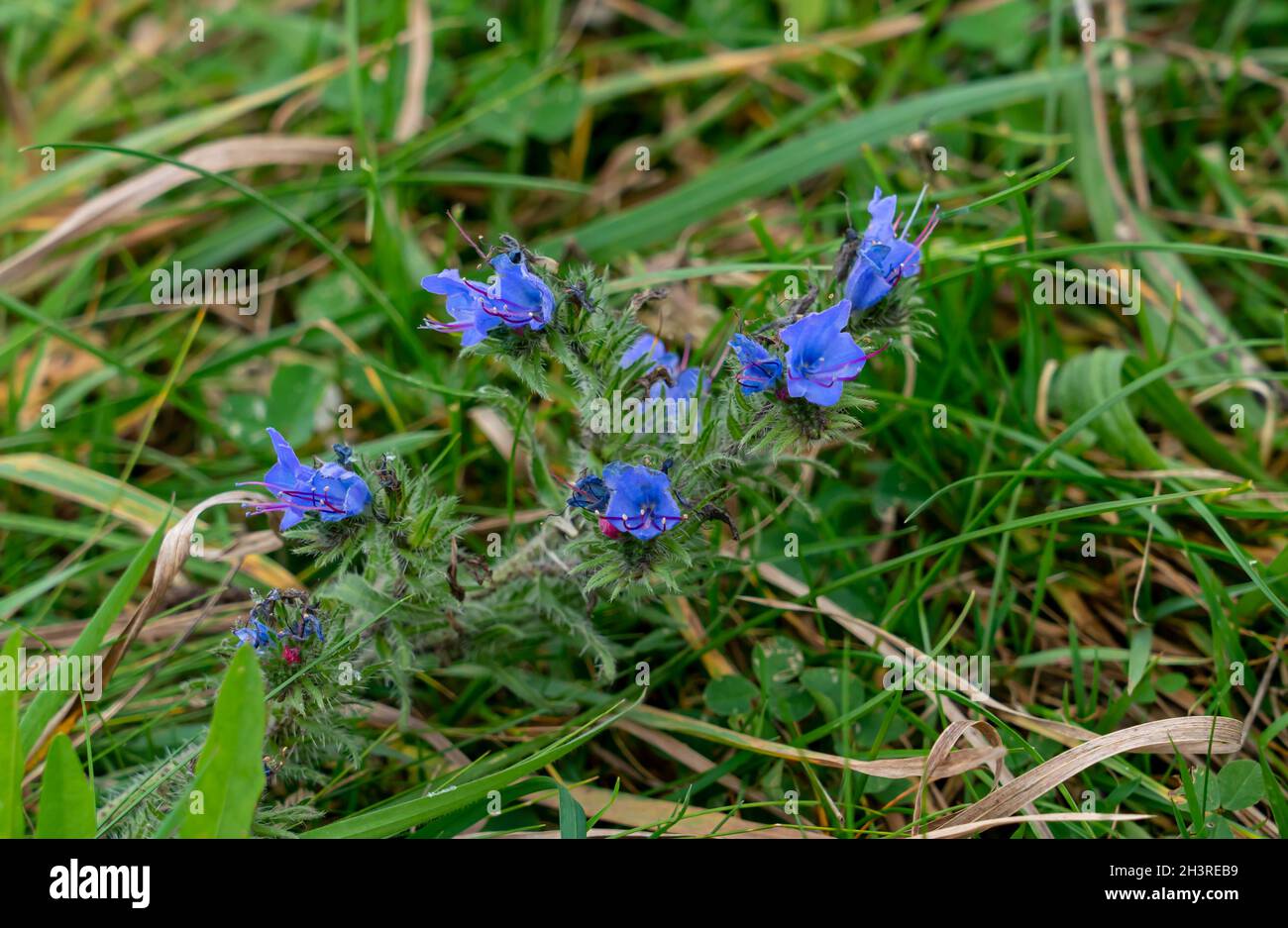 Vibrant blue Viper's-bugloss (Echium vulgare) also known as blueweed ...