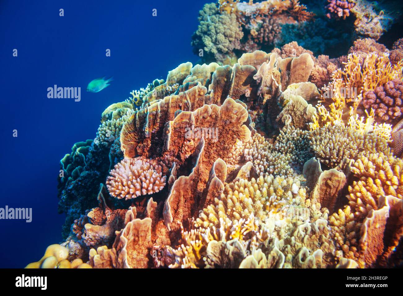 Coral reef scenes hi-res stock photography and images - Alamy