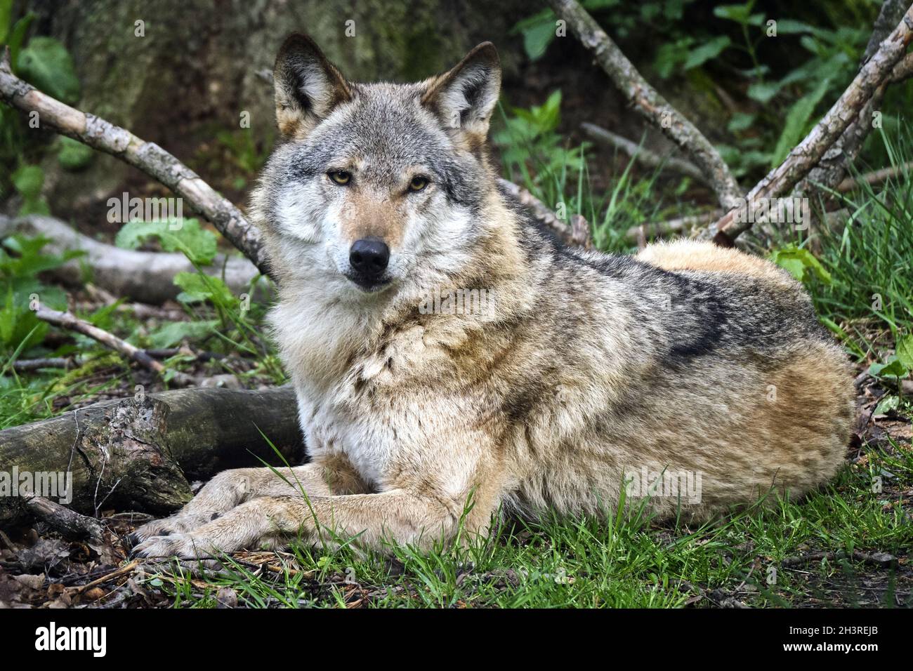 European wolf (Canis lupus Stock Photo - Alamy