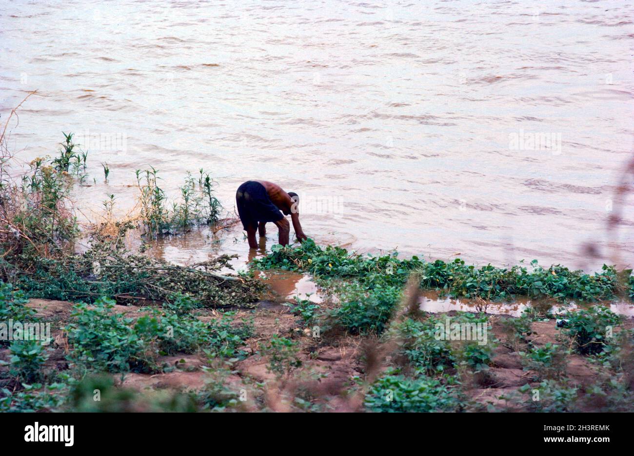 Africa, Sudan, Wad Madani 1976. Collecting river plants for animal feed ...