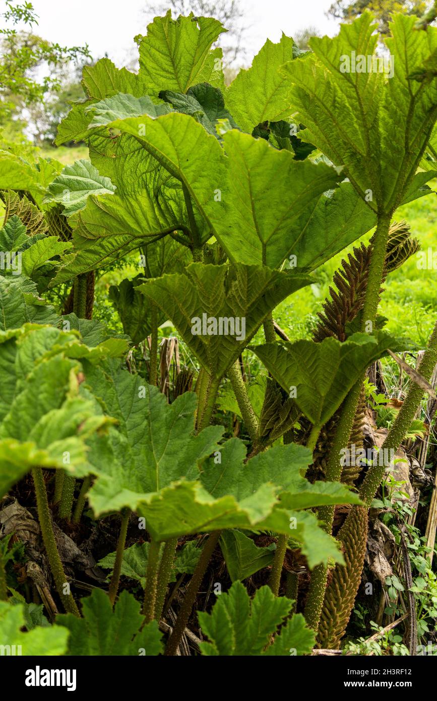 Tall growing vigorous perennial hi-res stock photography and images - Alamy