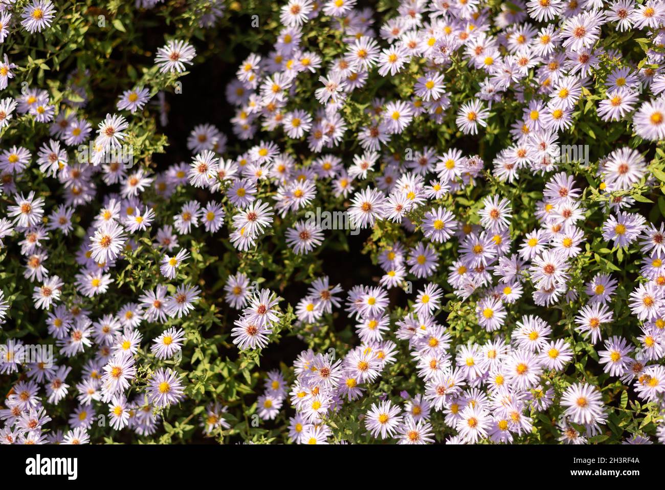 Top view of the beautiful Aster alpinus or blue alpine daisy flowers in ...