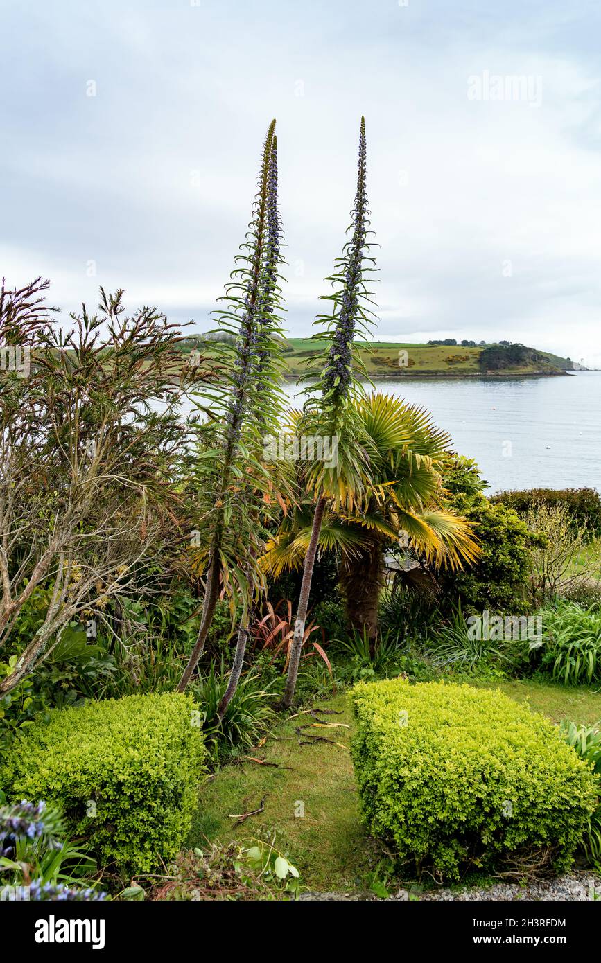 Giant trees growing in hi-res stock photography and images - Alamy
