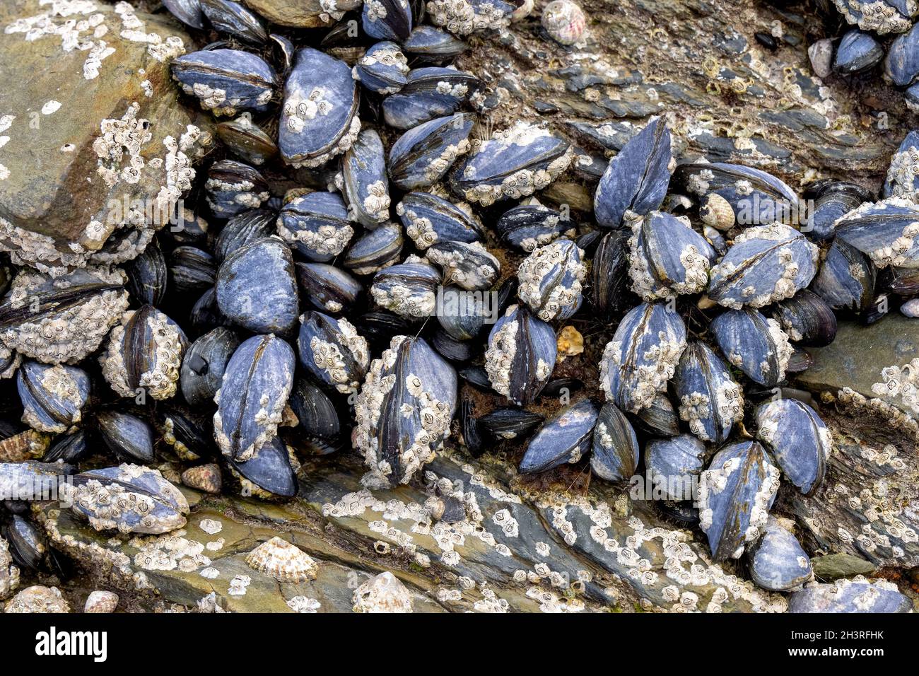 A cluster of Mussels in Helford Creek, Cornwall Stock Photo - Alamy