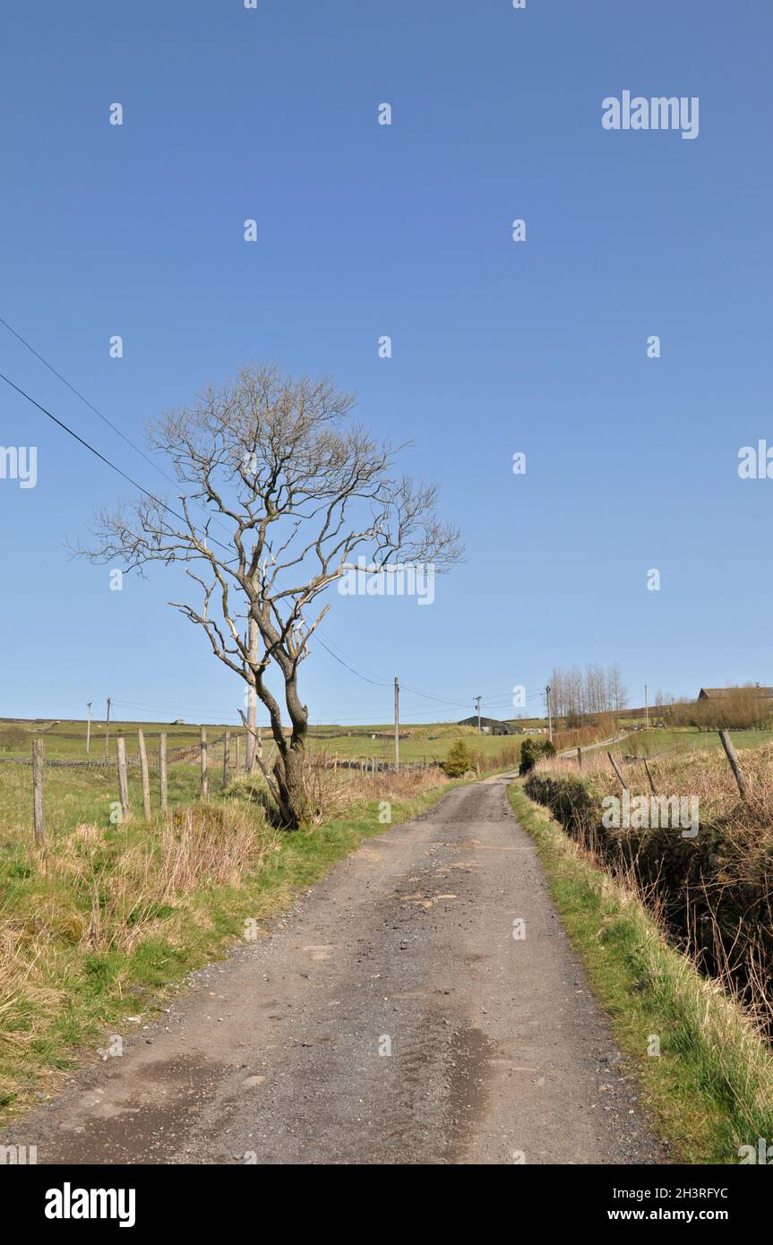 Sunlit spring rural scene with a single spring tree next to a narrow ...