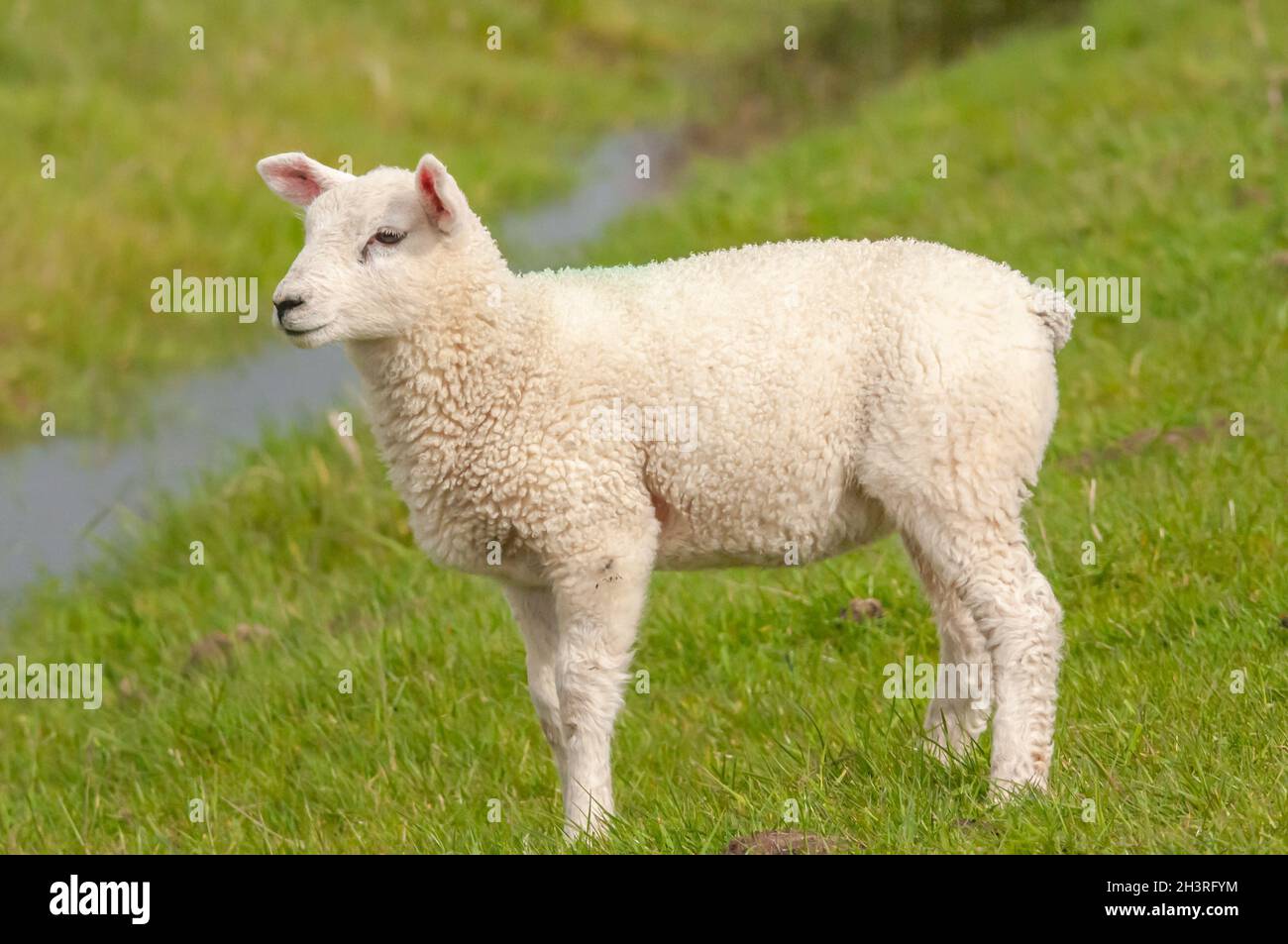 Lamb shape hi-res stock photography and images - Alamy