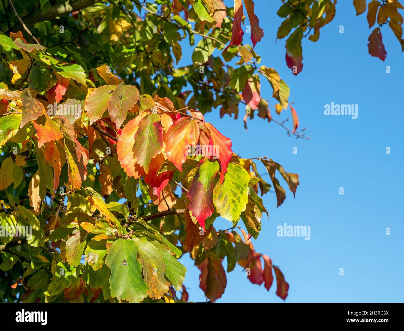 Katsura tree in autumn hi-res stock photography and images - Alamy