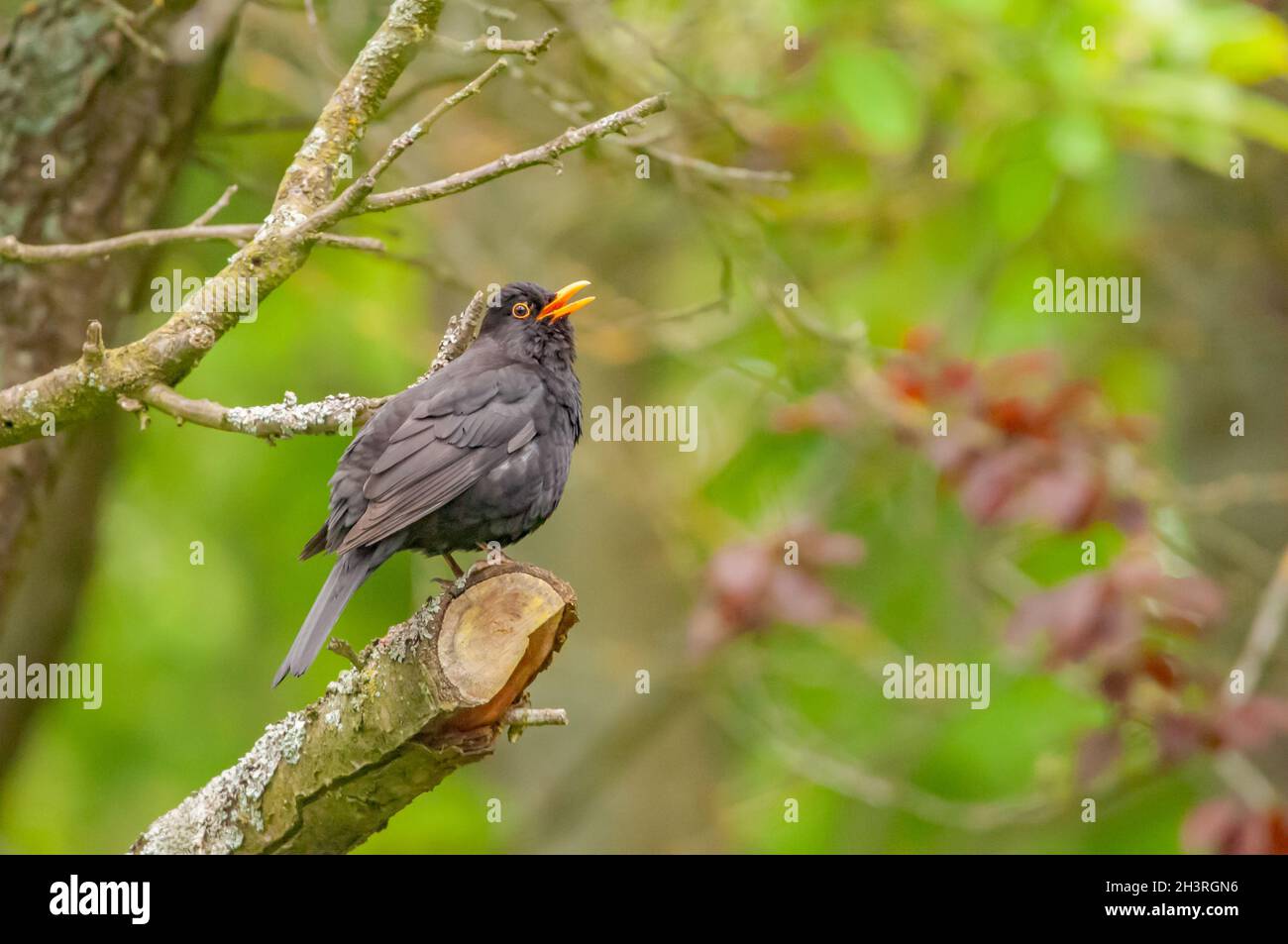Brooding male hi-res stock photography and images - Alamy