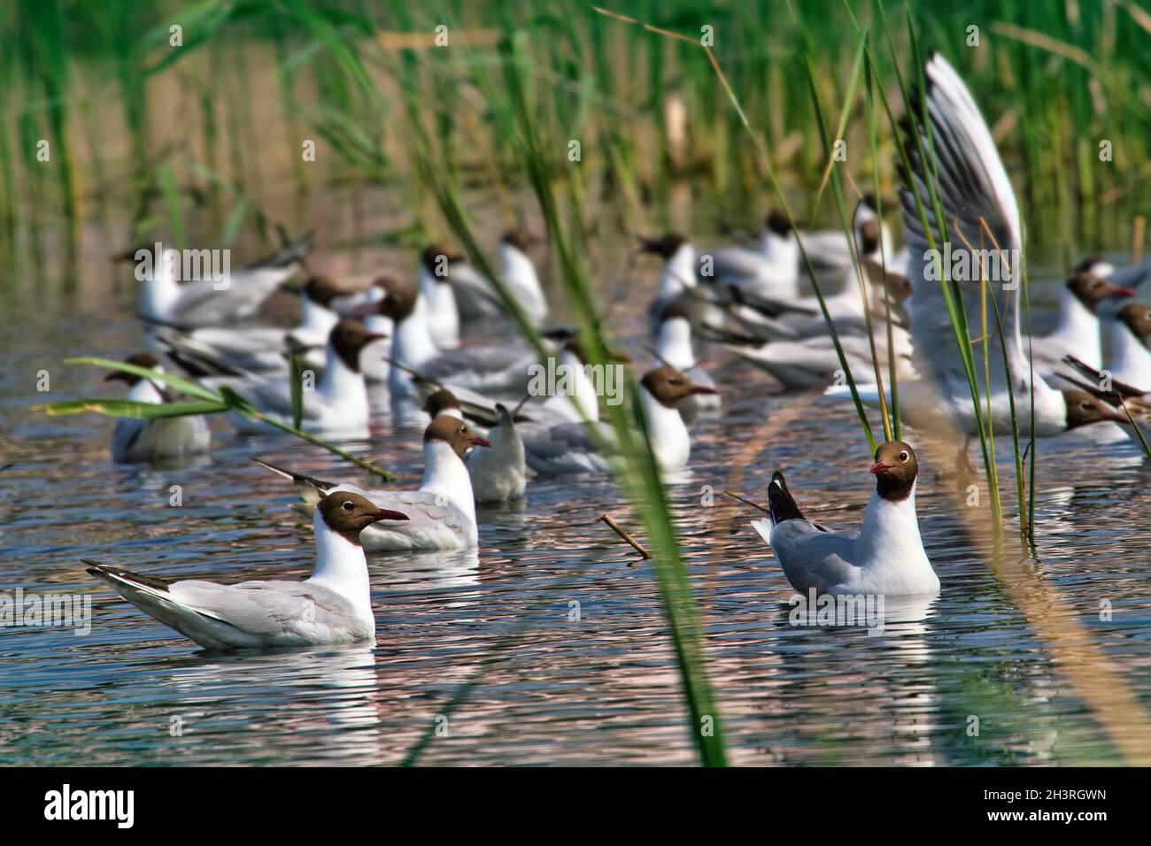 Planing bird hi-res stock photography and images - Alamy