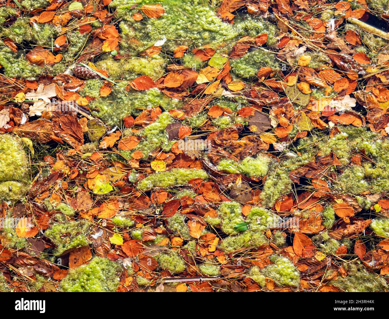 Pond texture hi-res stock photography and images - Alamy