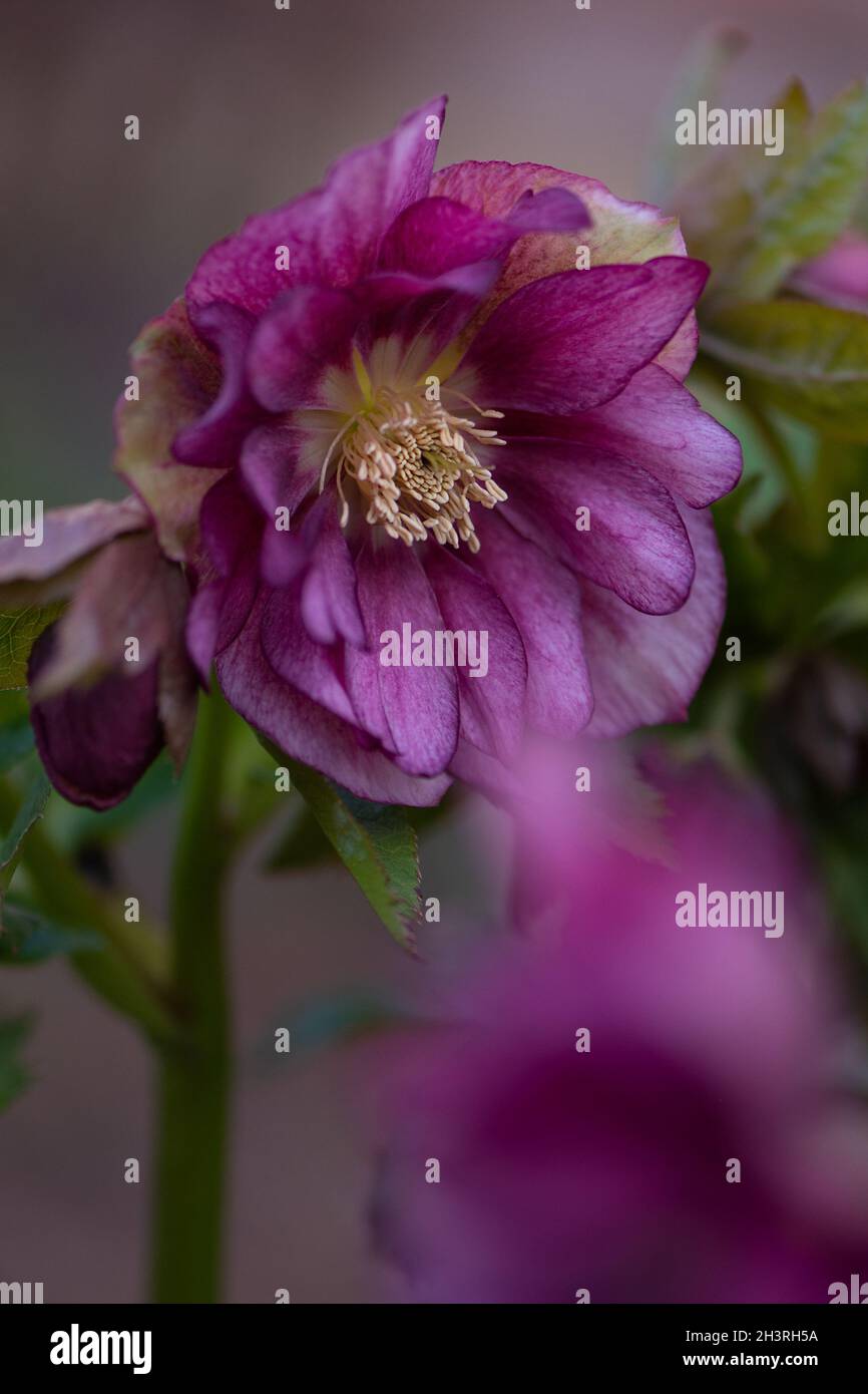 Double spring crown hi-res stock photography and images - Alamy