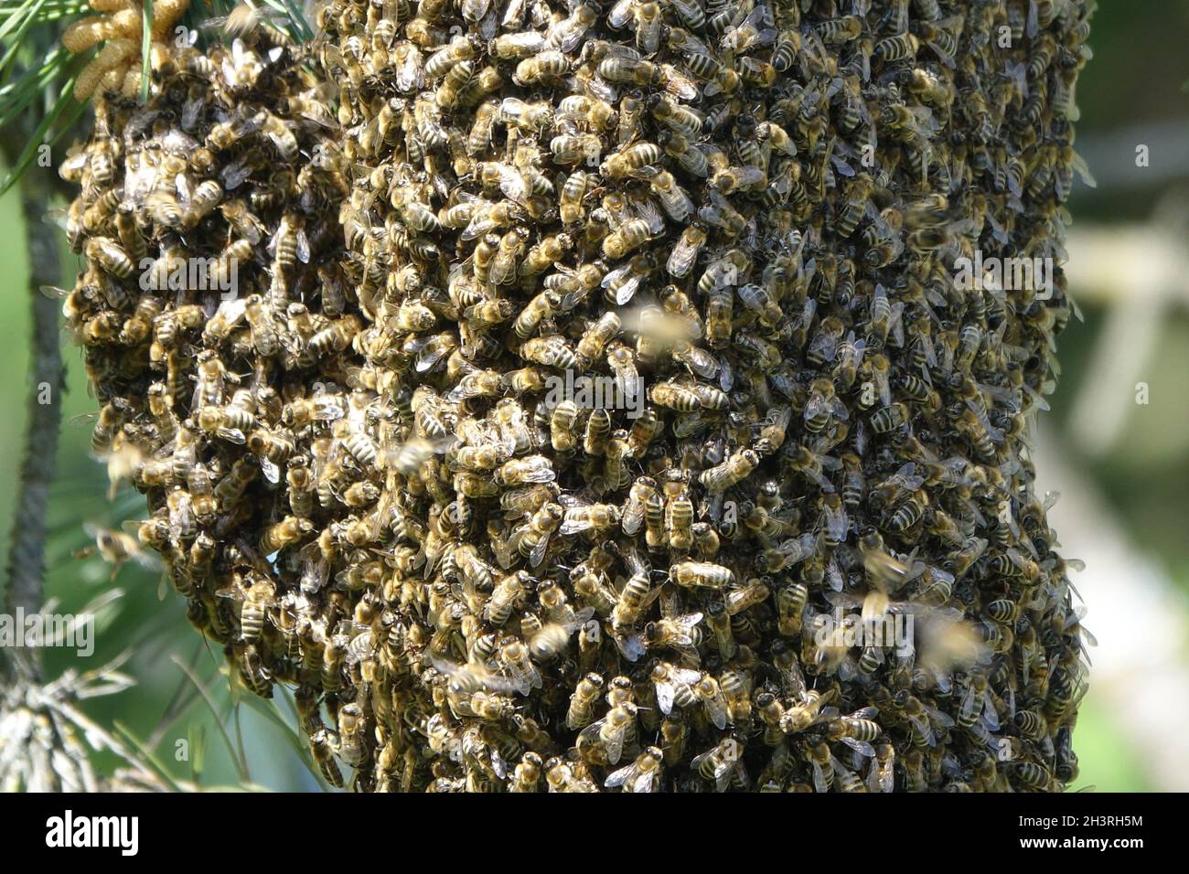 Western honey bee queen hi-res stock photography and images - Alamy