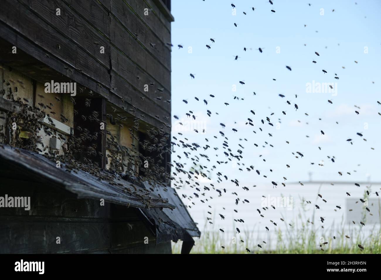 Western honey bee queen hi-res stock photography and images - Alamy