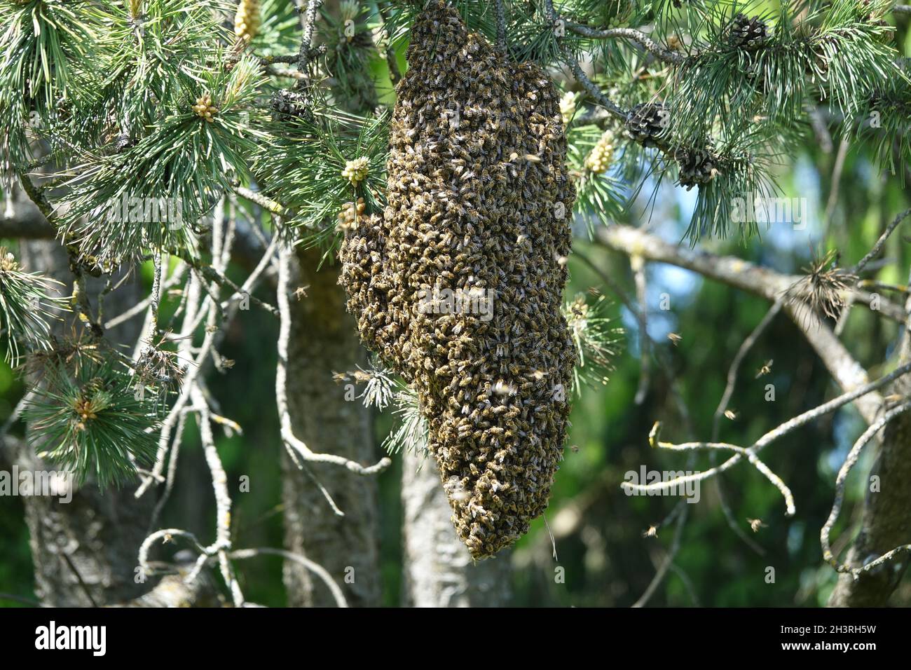 Western honey bee queen hi-res stock photography and images - Alamy