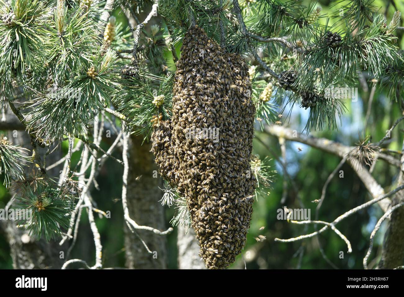 Beehive apis mellifera hi-res stock photography and images - Alamy