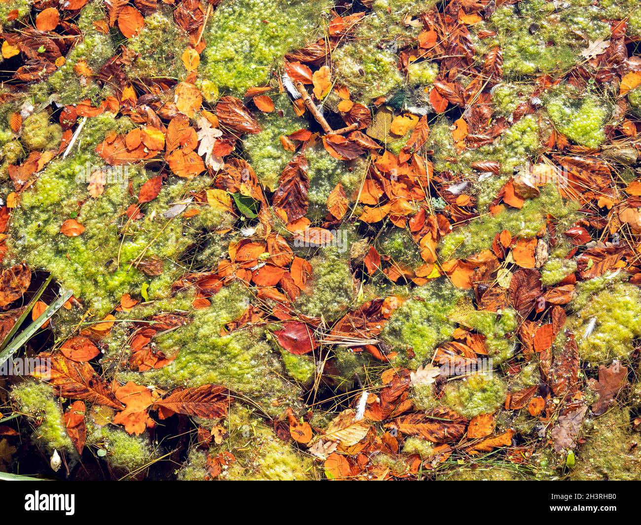 Algae texture hi-res stock photography and images - Alamy