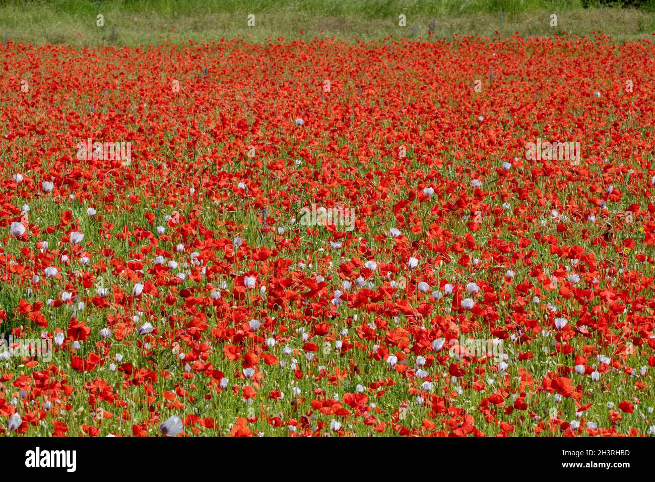 Common Poppies, Reanscombe Farm Reserve, Kent Stock Photo - Alamy