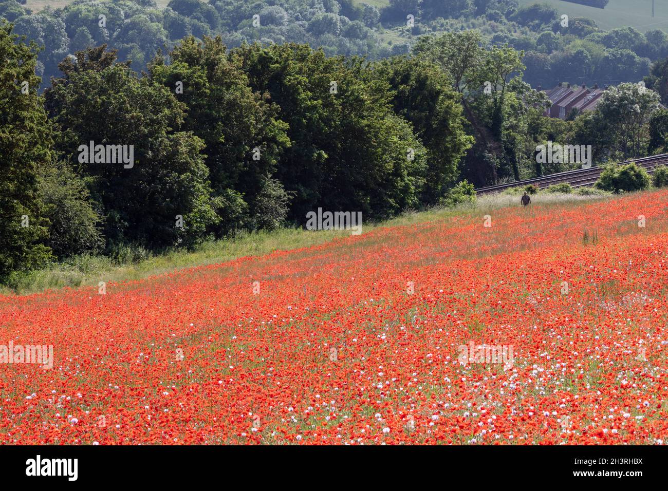 Common Poppies, Reanscombe Farm Reserve, Kent Stock Photo - Alamy