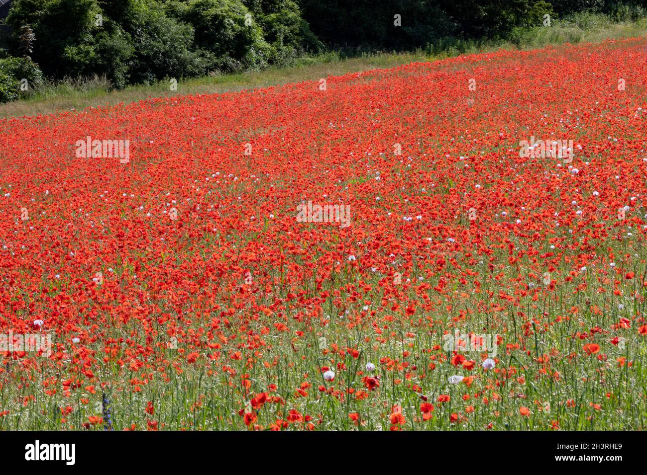 Ranscombe farm nature reserve hi-res stock photography and images - Alamy