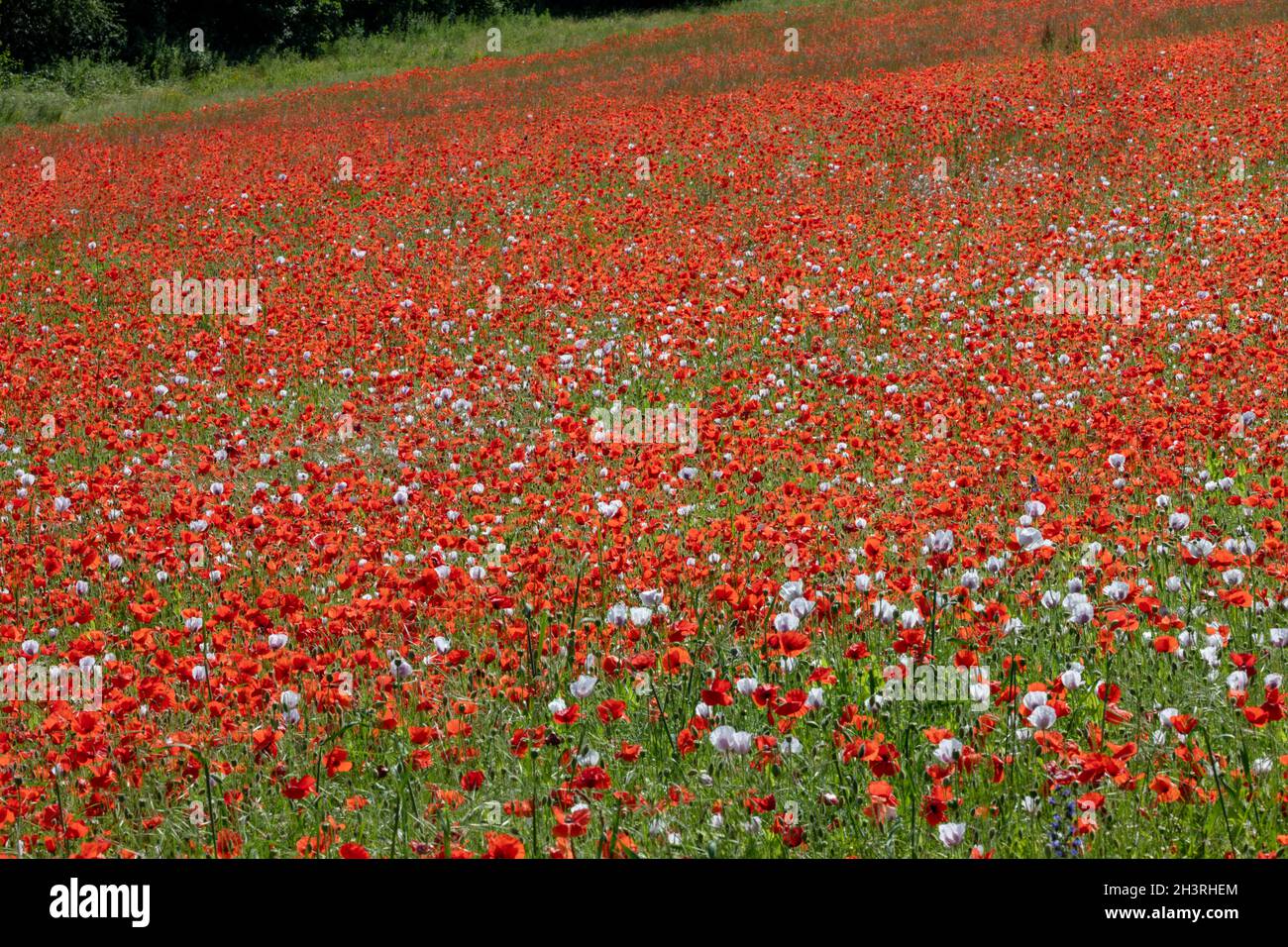 Common Poppies, Reanscombe Farm Reserve, Kent Stock Photo - Alamy