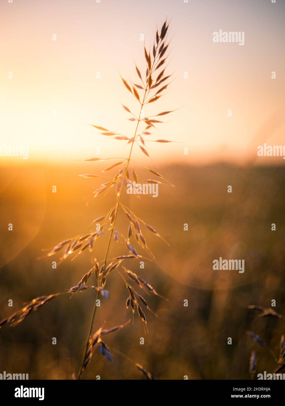 Grass on a spring meadow in golden sunrise light Stock Photo - Alamy
