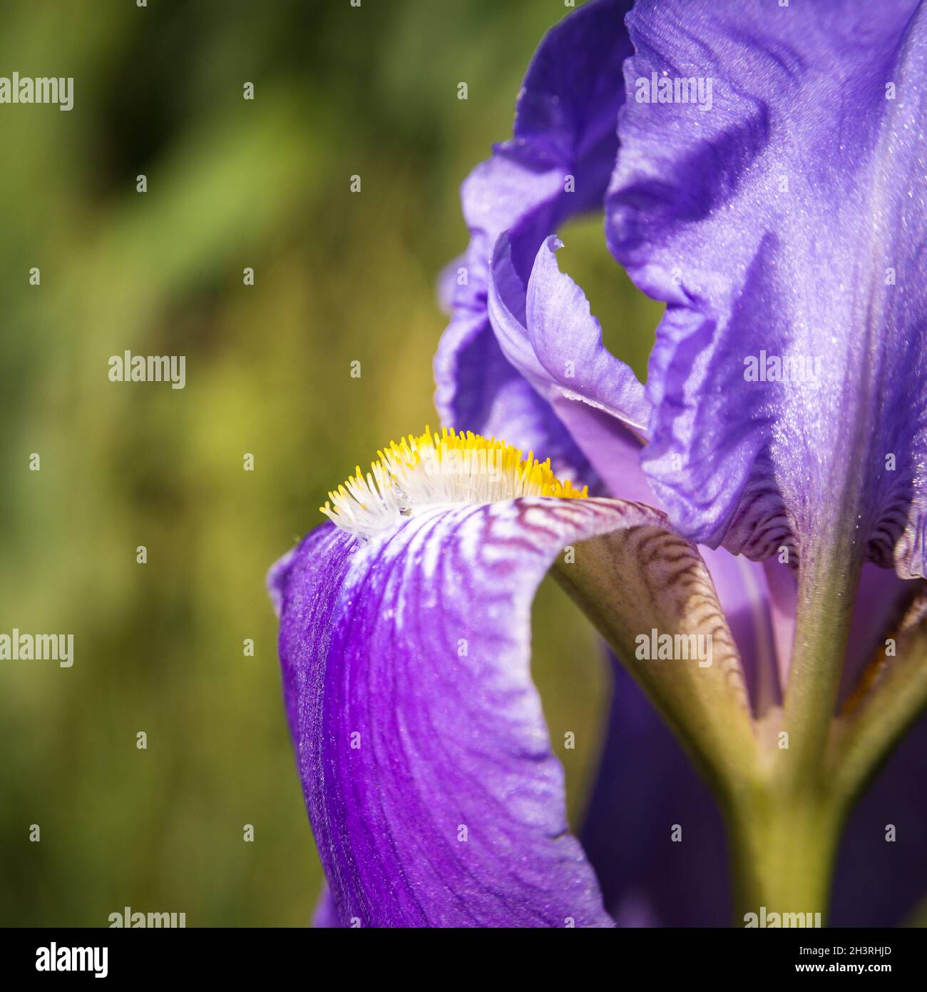 Sword lily family hi-res stock photography and images - Alamy