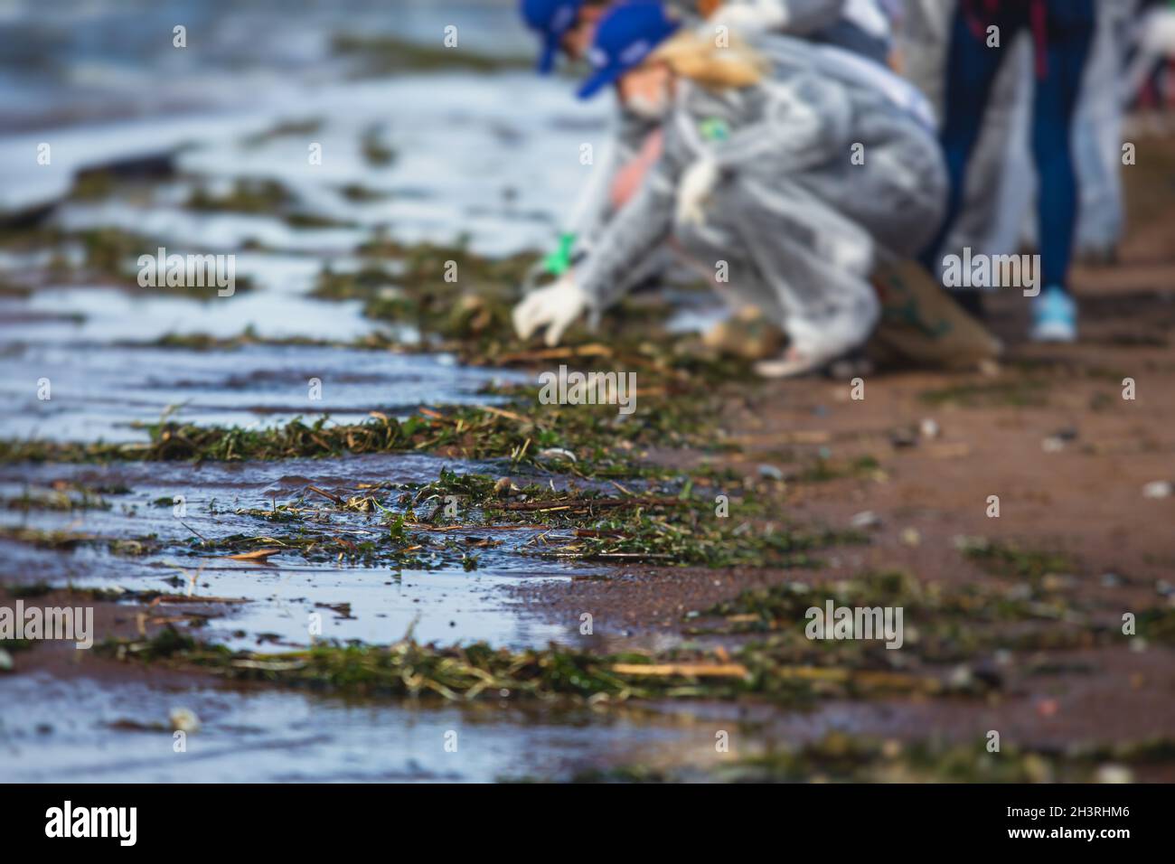 Process of cleaning up the shore beach line from litter garbage rubbish ...