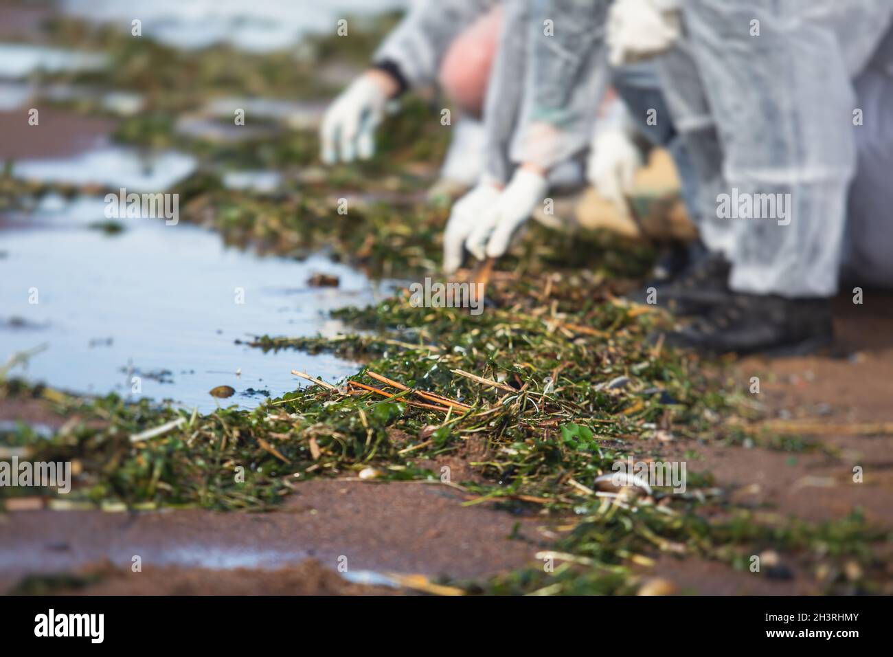 Process of cleaning up the shore beach line from litter garbage rubbish ...