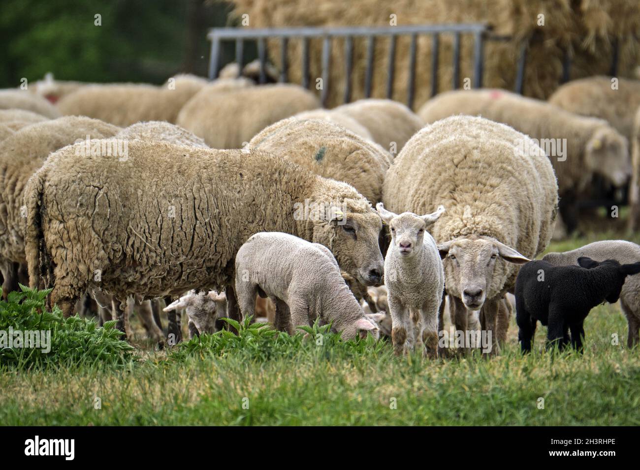 Grazing domestic sheep (Ovis gmelini aries Stock Photo - Alamy