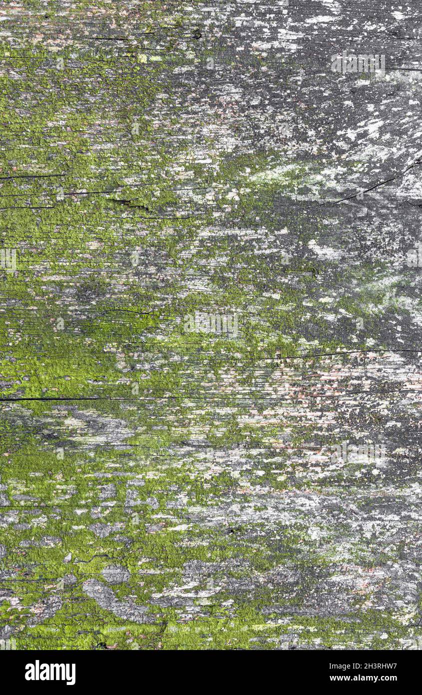 Moldy and moisture. Old cracked decay wood background covered in green ...