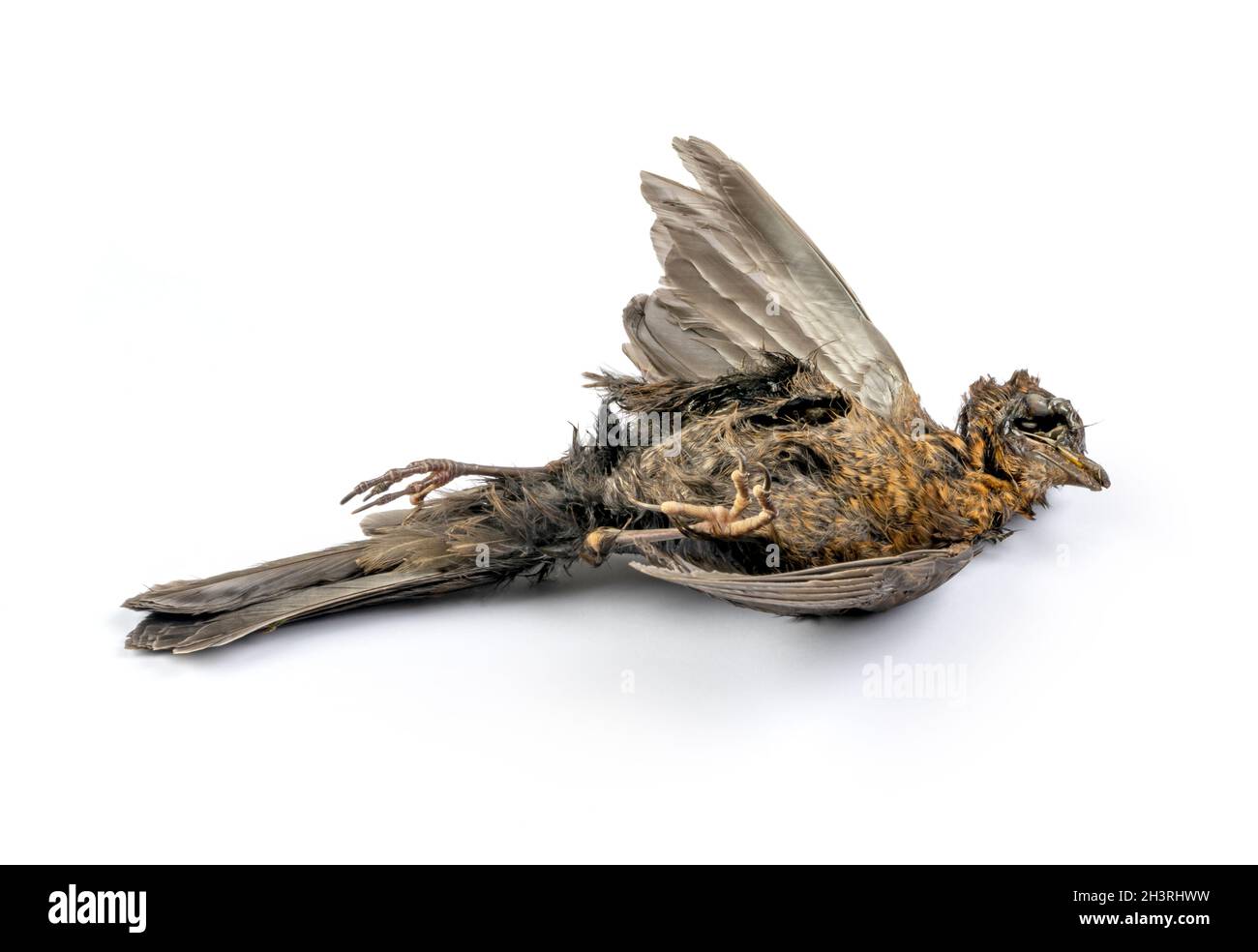 Dead common blackbird on white ground with shadow Stock Photo - Alamy
