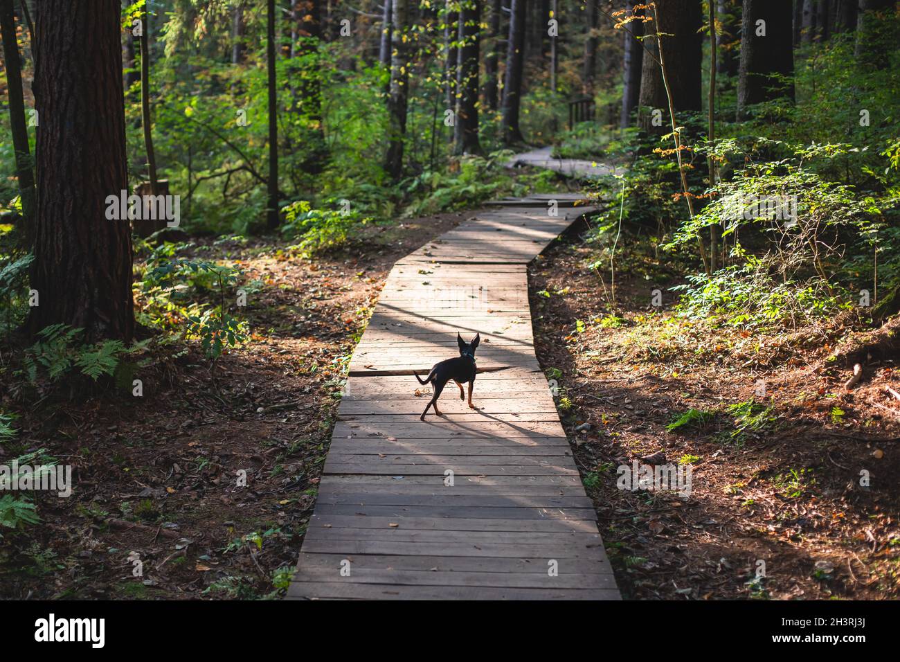 Eco path wooden walkway in Komarovo Shore, Komarovsky Bereg Natural ...