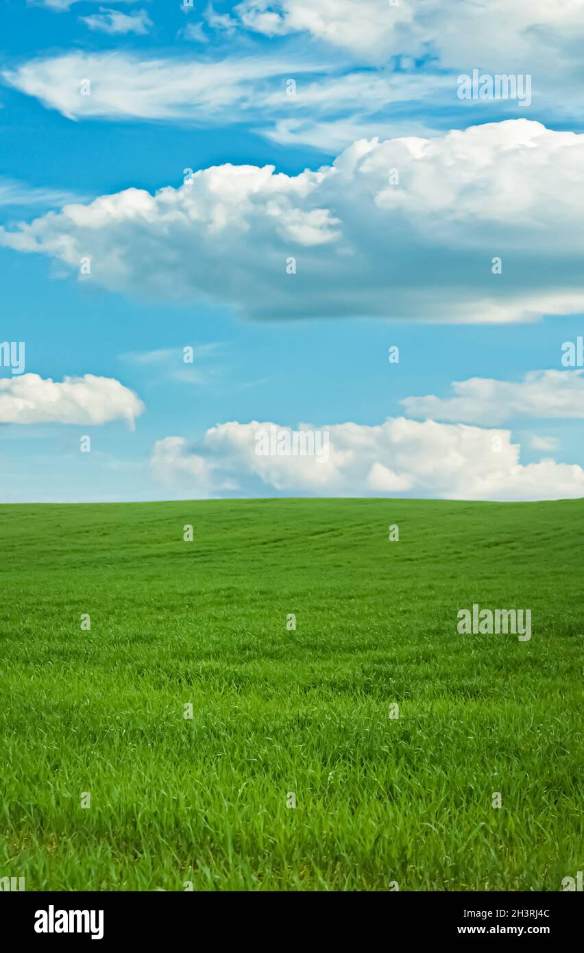 Green field and blue sky with clouds, beautiful meadow as nature and ...