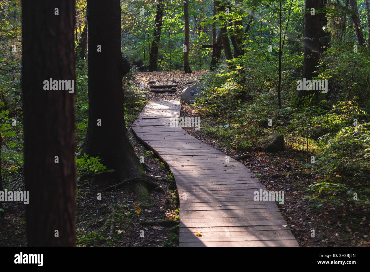 Eco path wooden walkway in Komarovo Shore, Komarovsky Bereg Natural ...